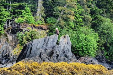 Tonsina Point Kayak Tour - Seward, Alaska | Adventure Sixty North